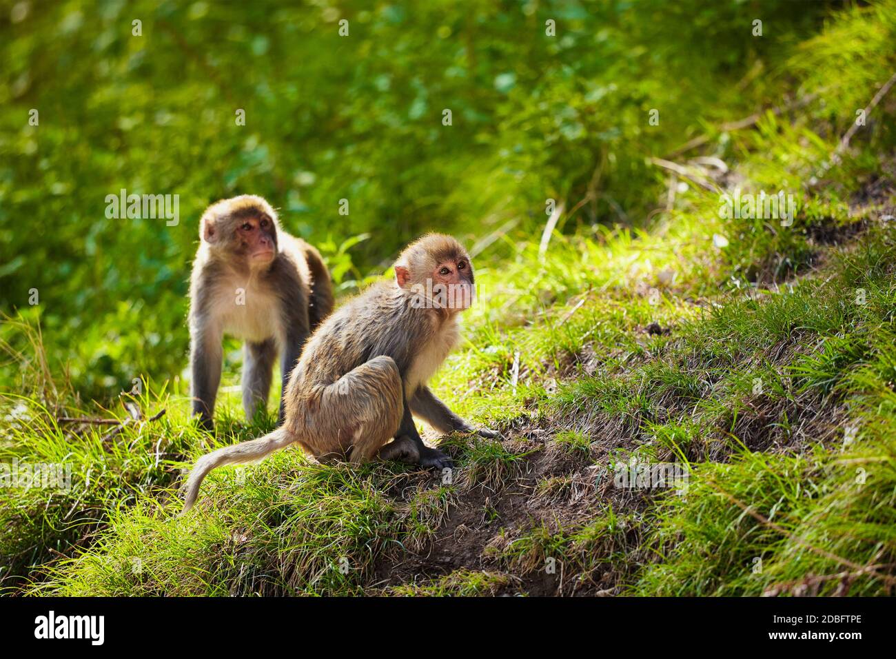 Rhesus macaques in forest in Shimla, Himachal Pradesh, India Stock Photo - Alamy