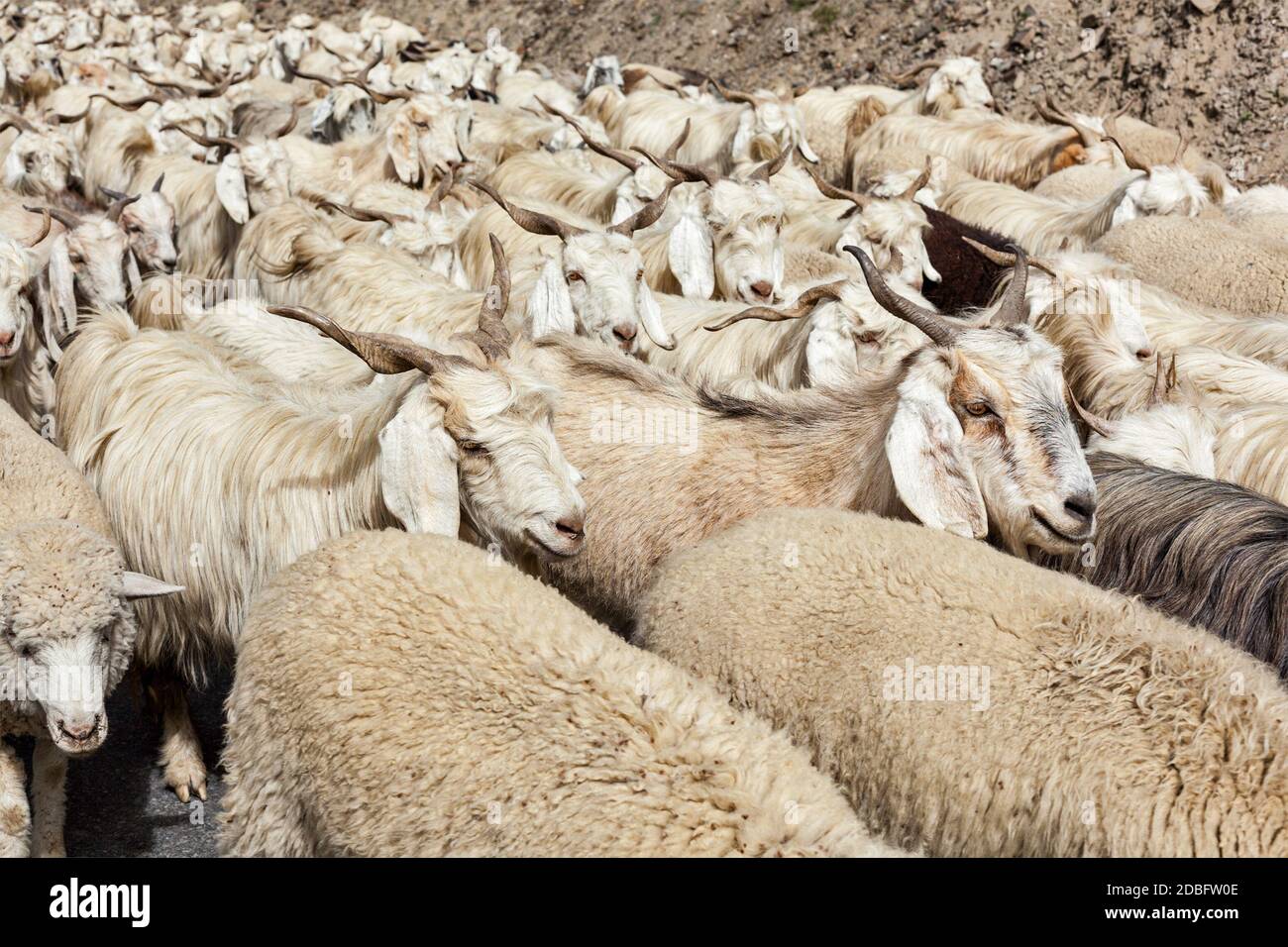 Herd of Pashmina sheep and goats in Himalayas. Himachal Pradesh, India ...