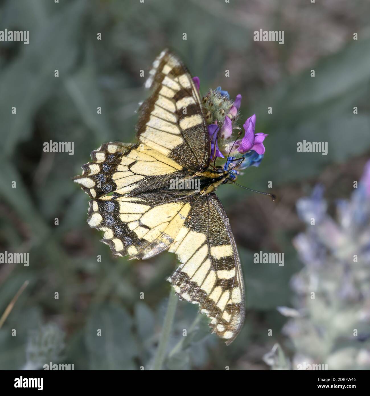Butterflies of russia hi-res stock photography and images - Alamy