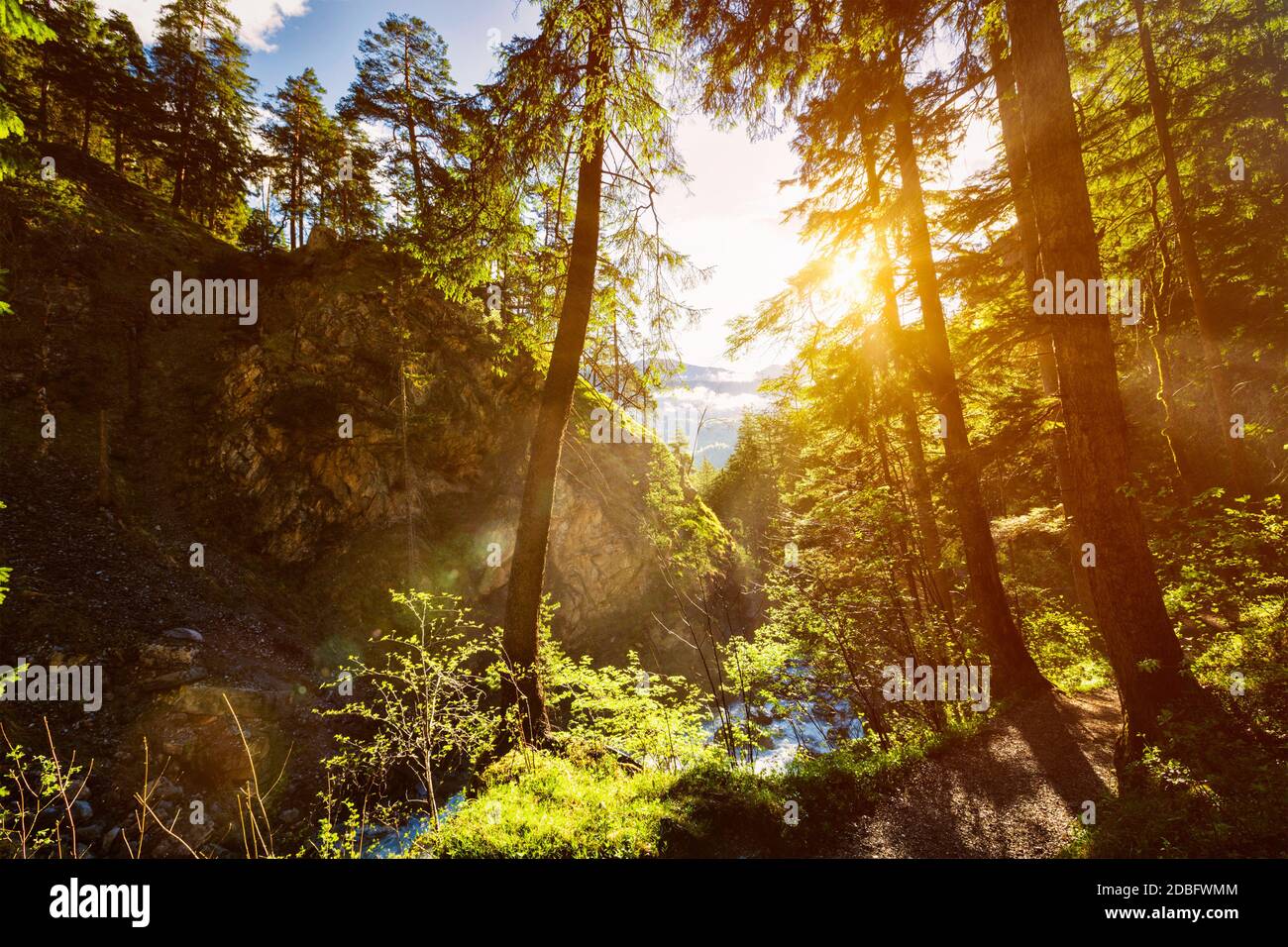 Green forest with sunrays in summer. With lens flare and light leak ...