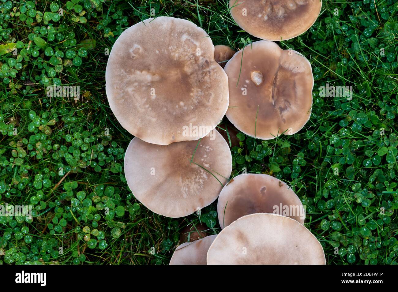Small cluster white mushroom fungi hi-res stock photography and images ...