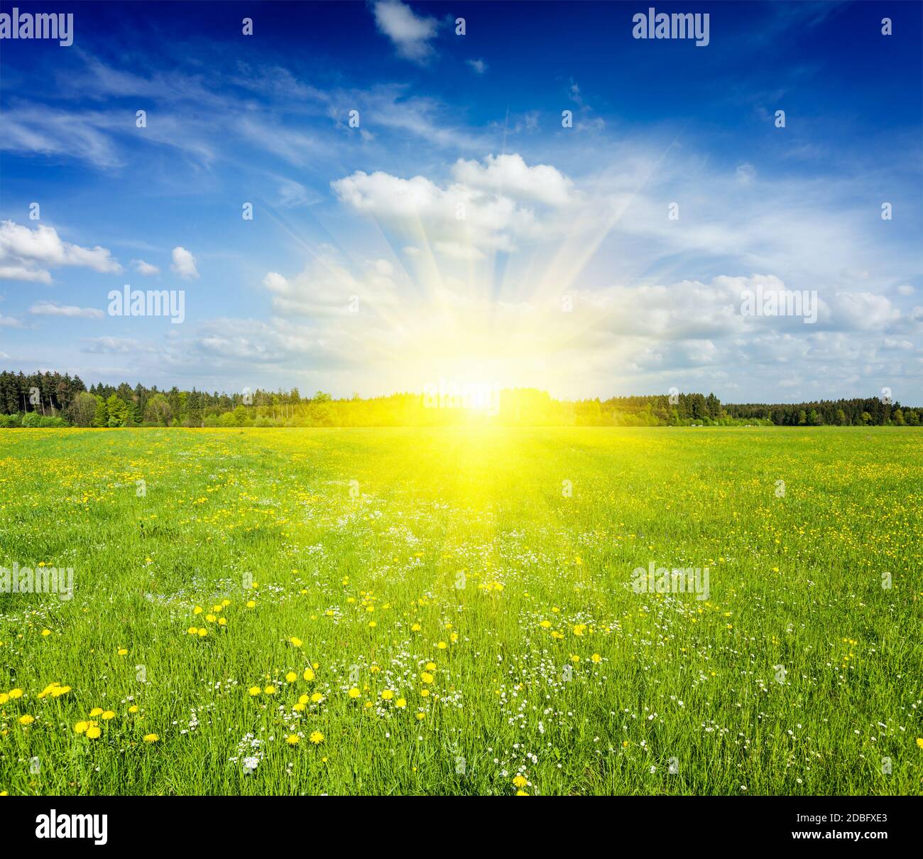 Summer meadow on sunset with blu sky and sun rays Stock Photo - Alamy