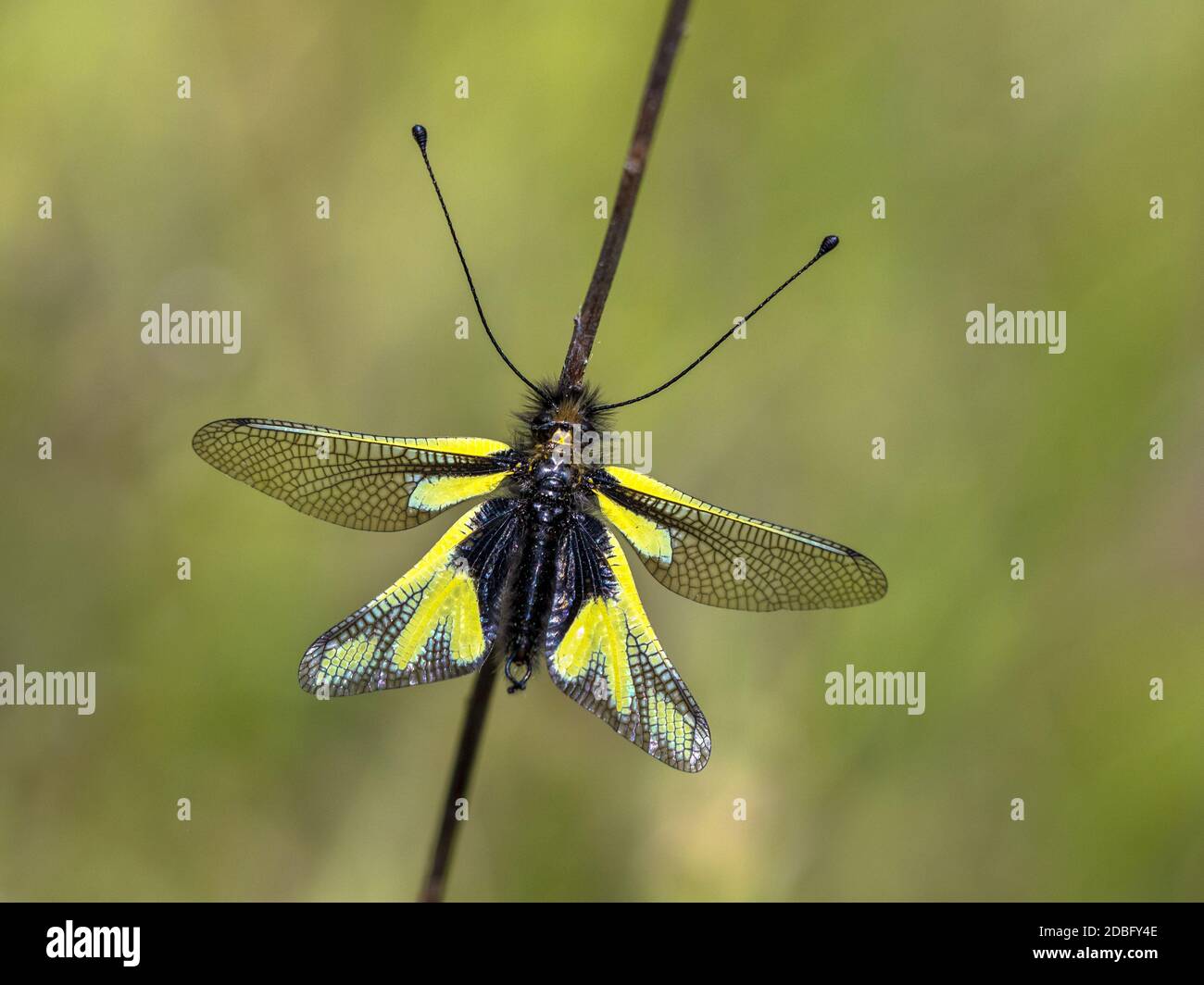 Owly sulphur (Libelloides coccajus) rare insect species resting on twig ...