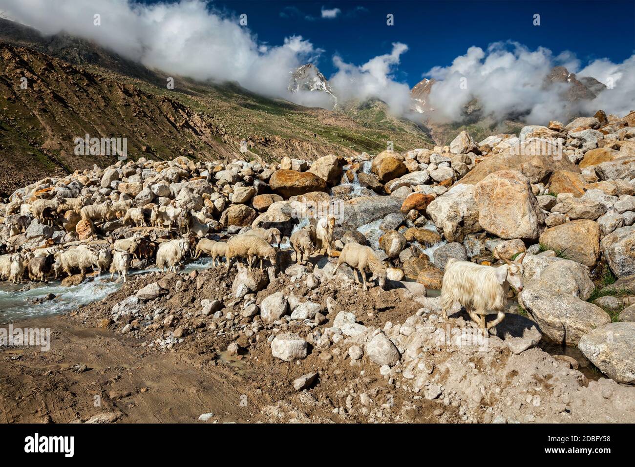 Herd of Pashmina sheep and goats crossing the stream in Himalayas ...