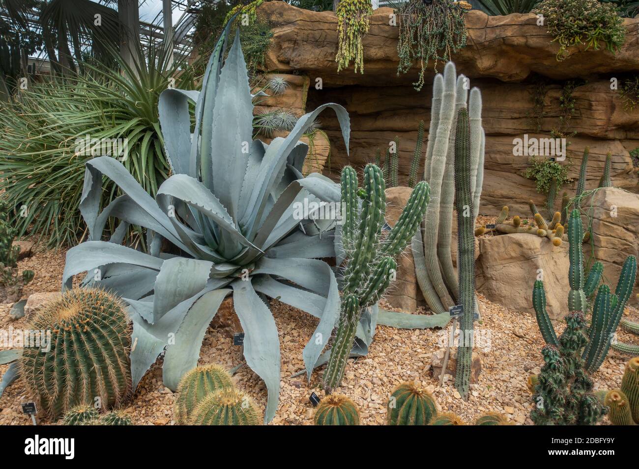 Succulent plants,Cactus,Agave,RHS Wisley Gardens,England Stock Photo ...