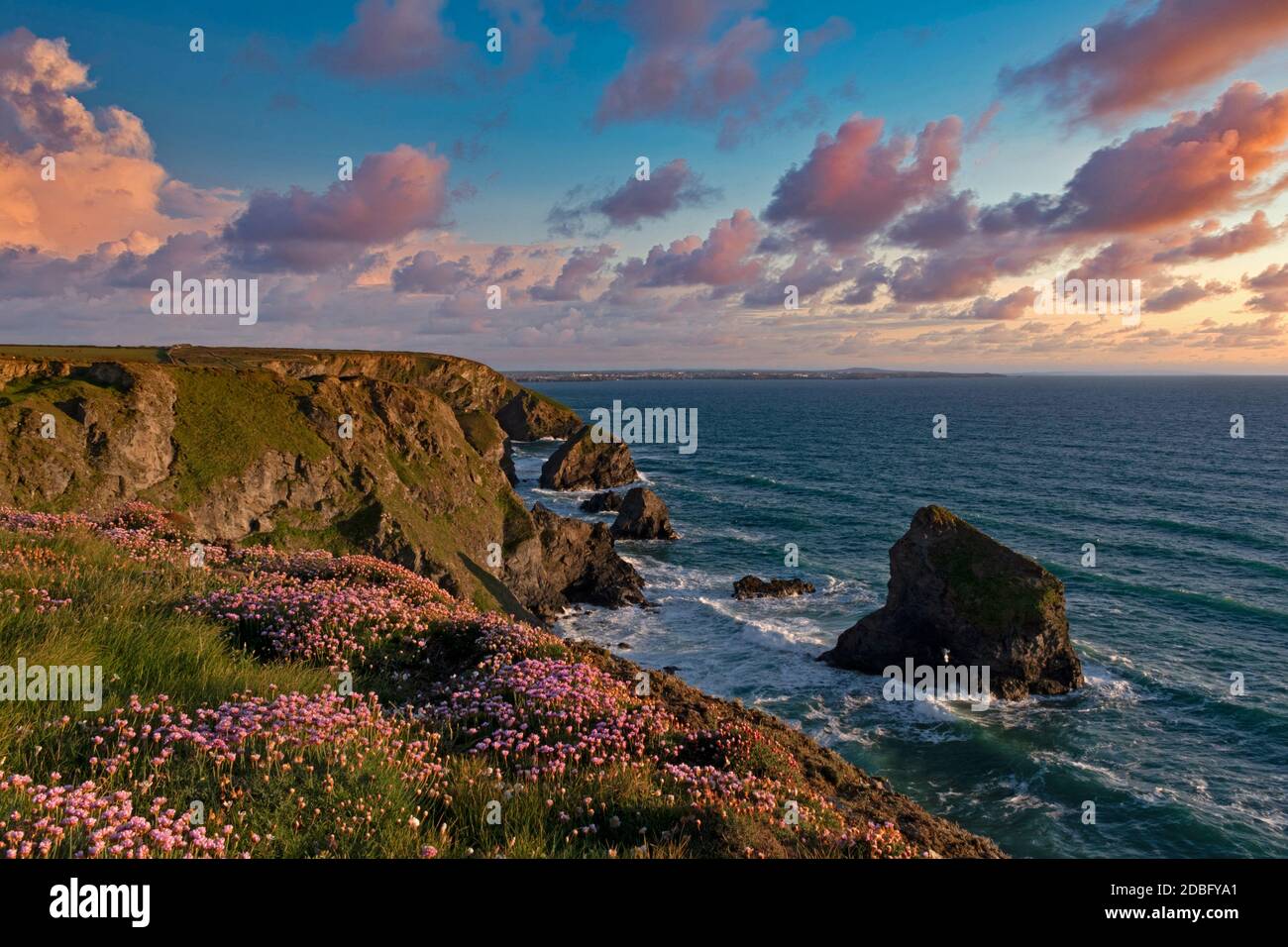 Thrift floweinr hi-res stock photography and images - Alamy