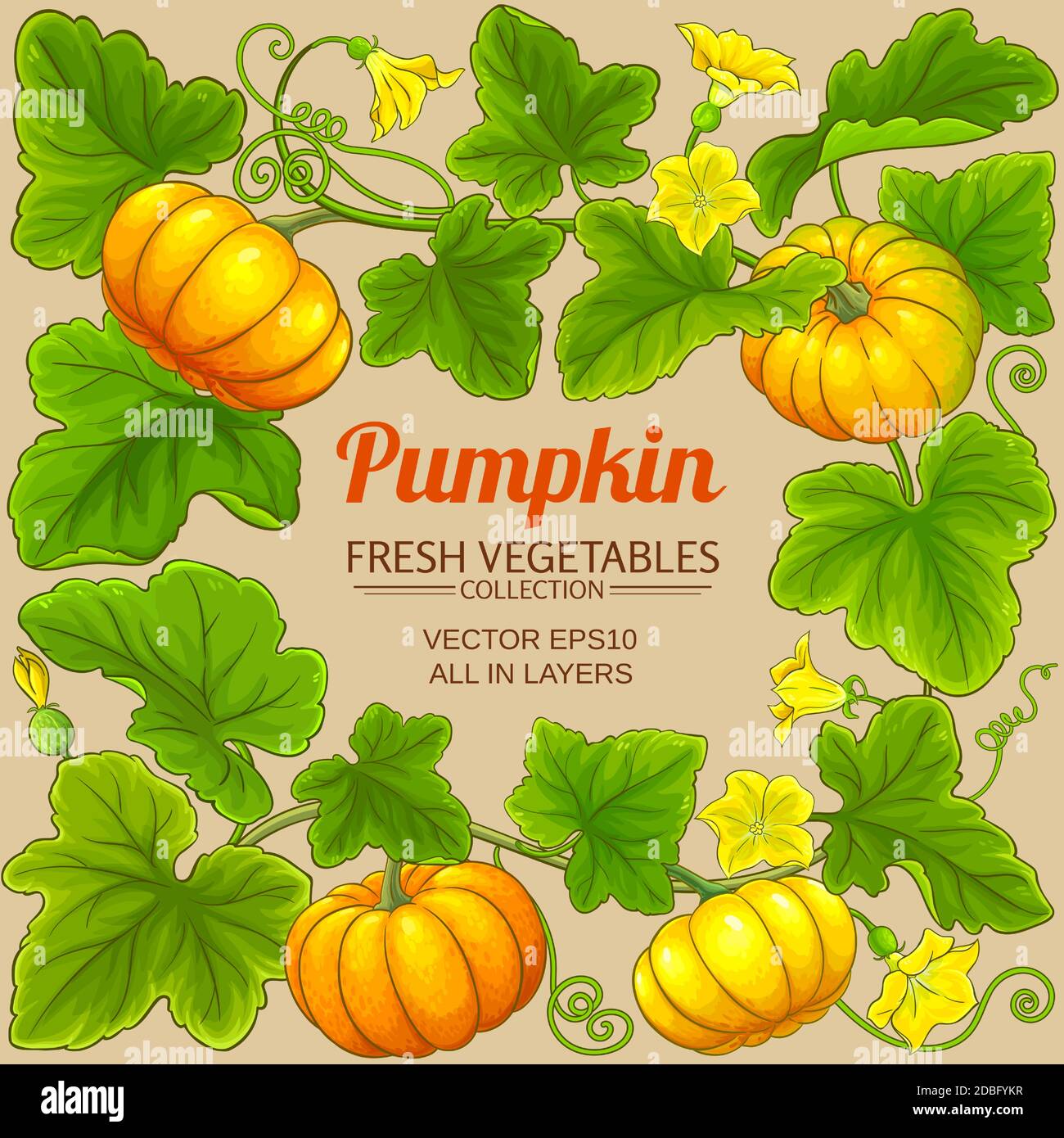 pumpkin vector frame Stock Vector Image & Art - Alamy