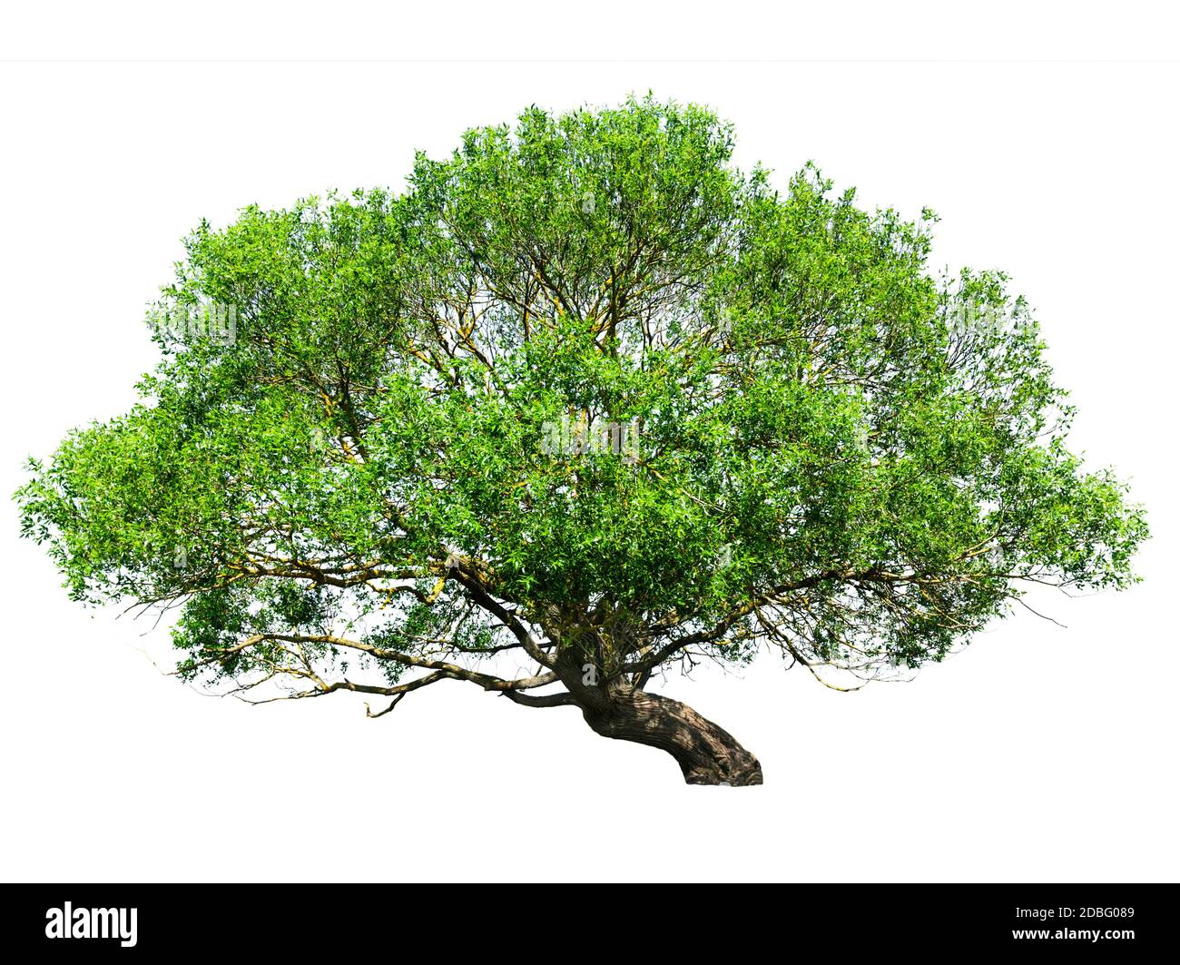 The natural tree Cut Out Stock Images & Pictures - Alamy