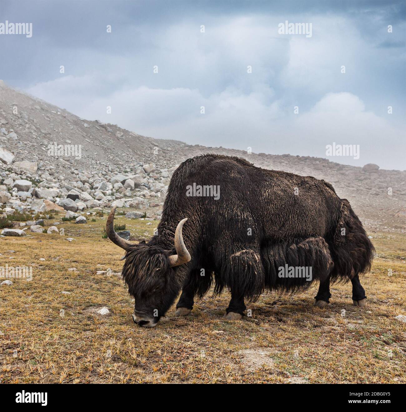 Yak grazing in Himalayas. Ladakh, India Stock Photo - Alamy