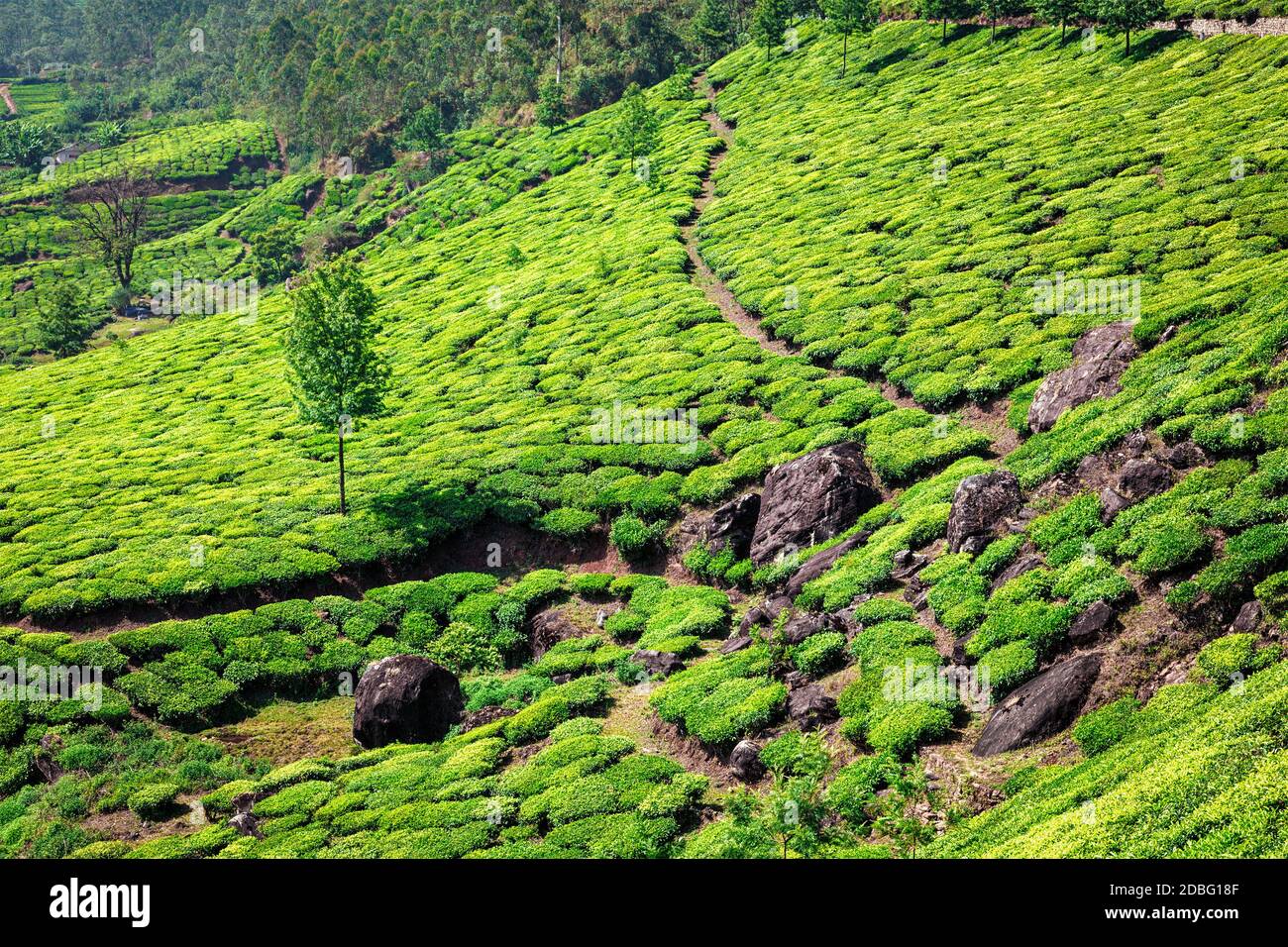 Kerala India travel background - green tea plantations in Munnar with ...