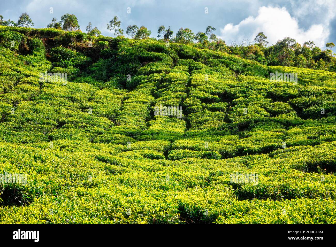 Green tea plantation in the morning. Munnar, Kerala state, South India ...