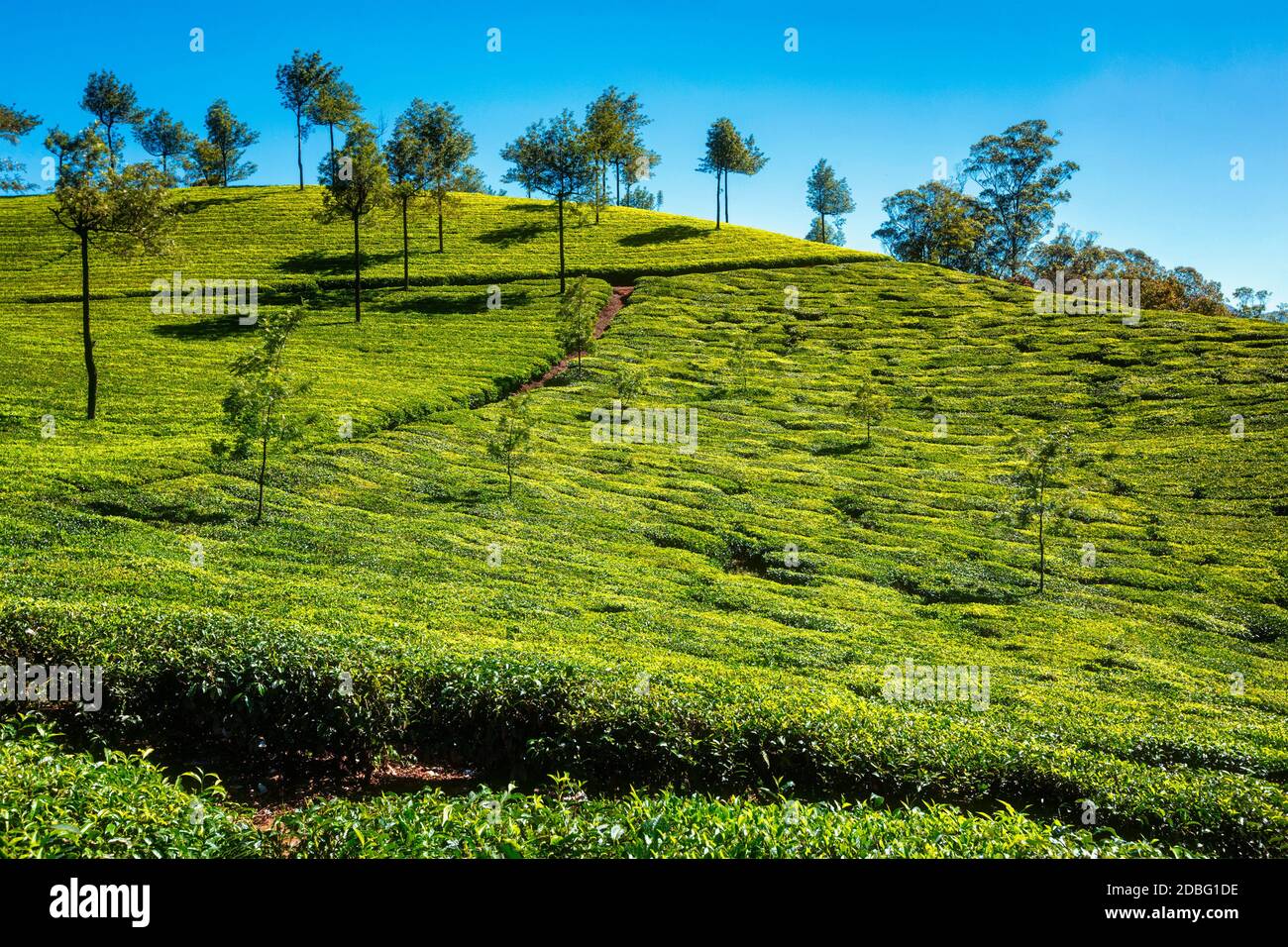 Green tea plantation in the morning. Munnar, Kerala state, South India ...