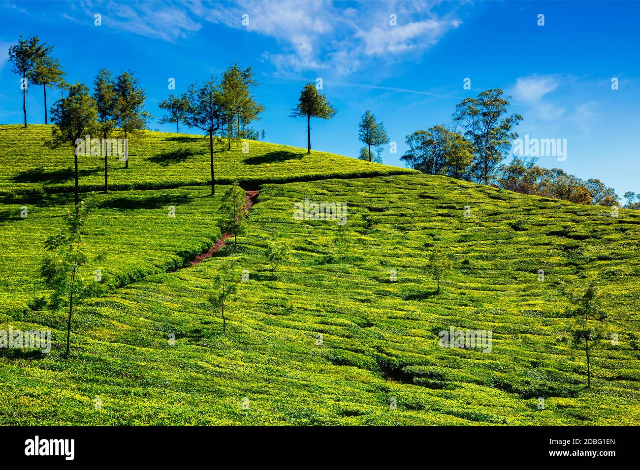 Green tea plantation in the morning. Munnar, Kerala state, South India ...