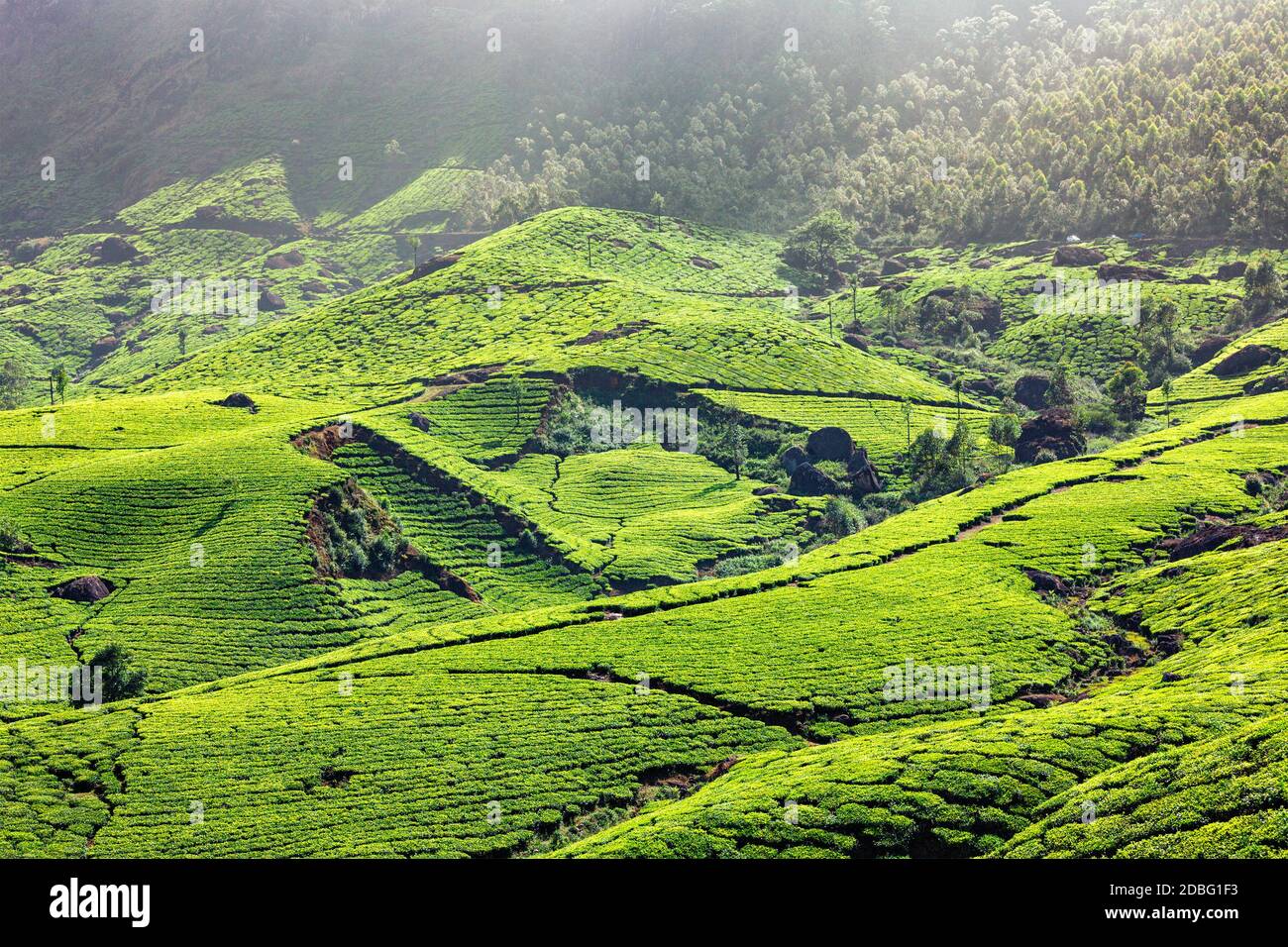 Kerala India travel background - green tea plantations in Munnar with ...
