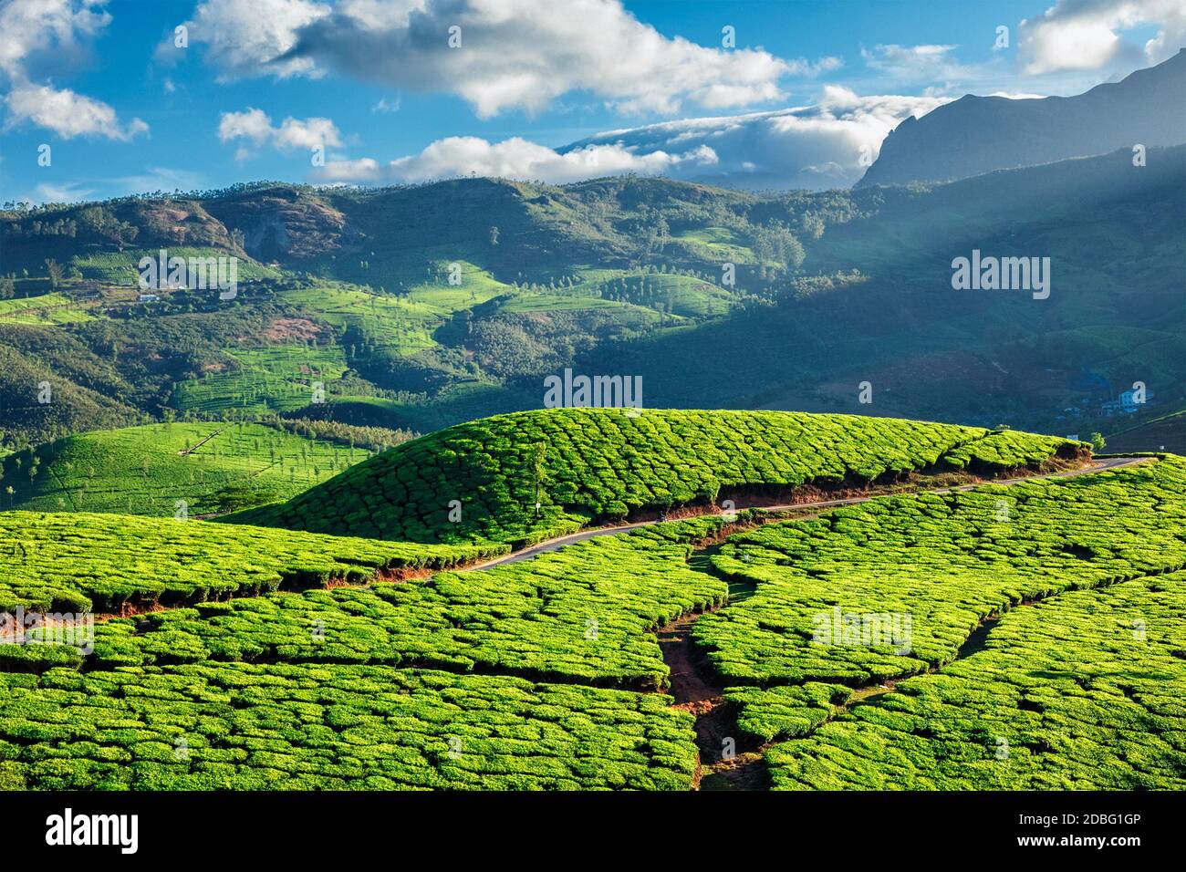 Kerala India travel background - green tea plantations in Munnar with ...
