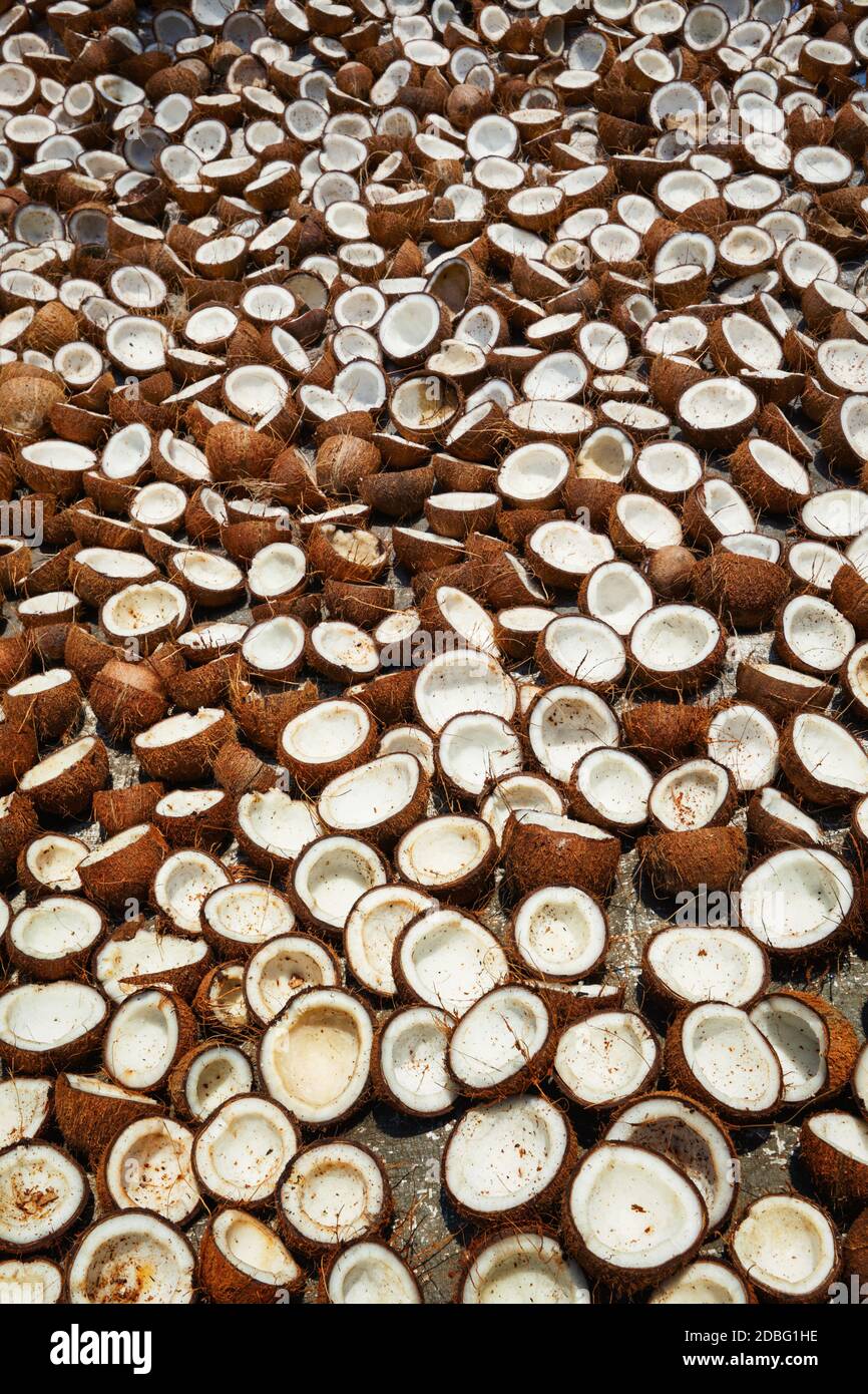 Drying coconuts in street, Kerala, South India Stock Photo - Alamy