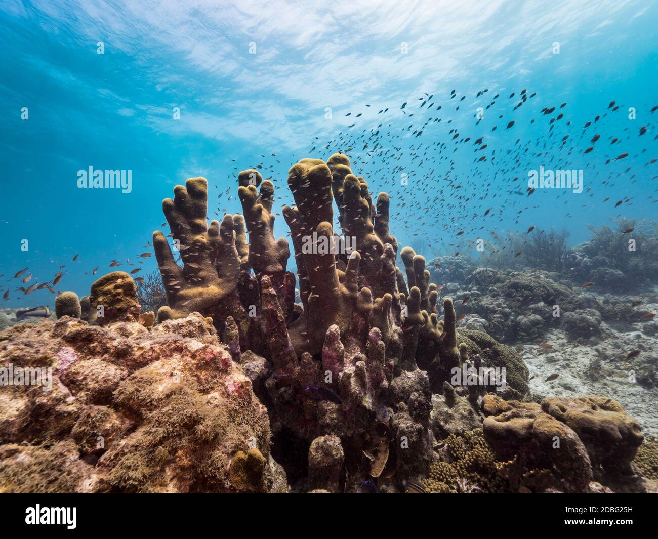Seascape in shallow water of coral reef in Caribbean Sea / Curacao with ...