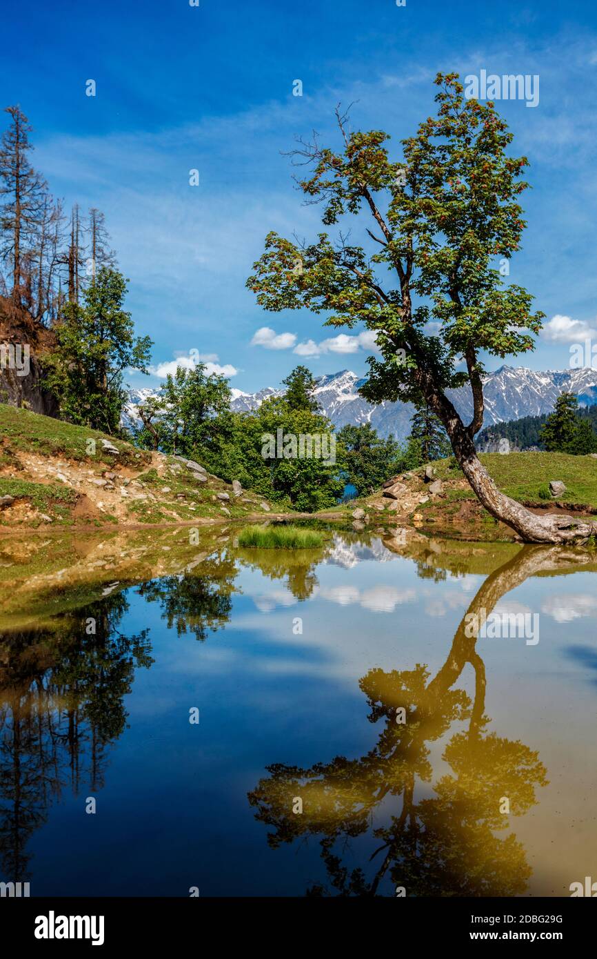 Scenic Indian Himalayan landscape scenery in Himalayas with tree and ...