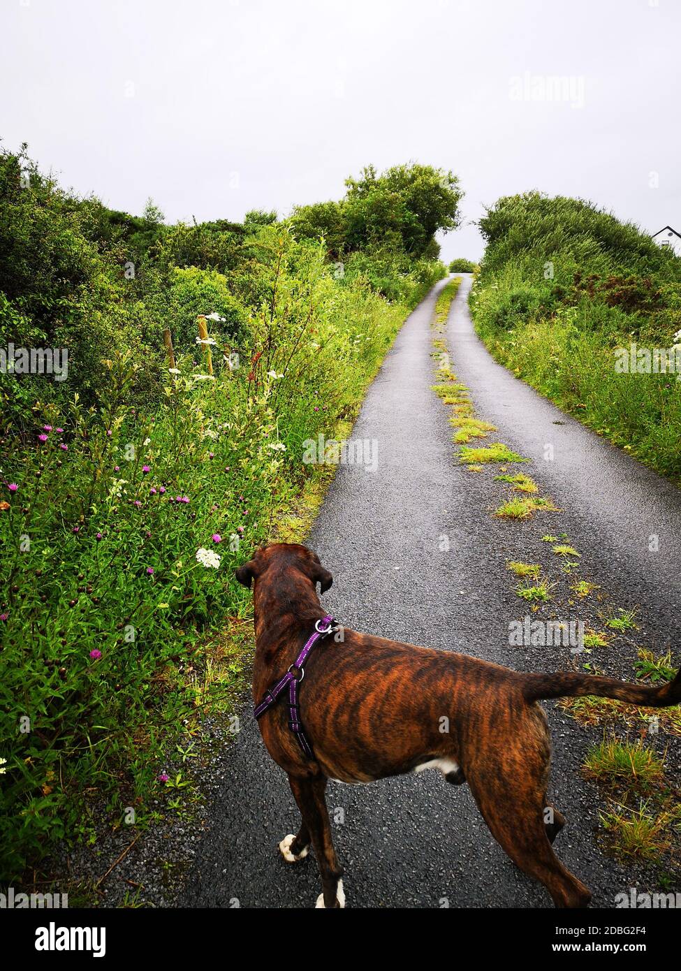 Playing field road hi-res stock photography and images - Alamy