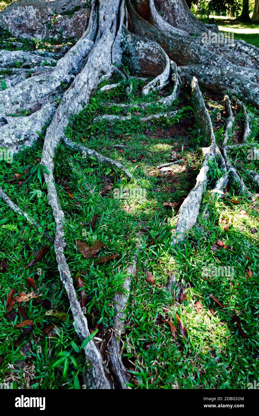 Tropical tree roots. Sri Lanka Stock Photo - Alamy