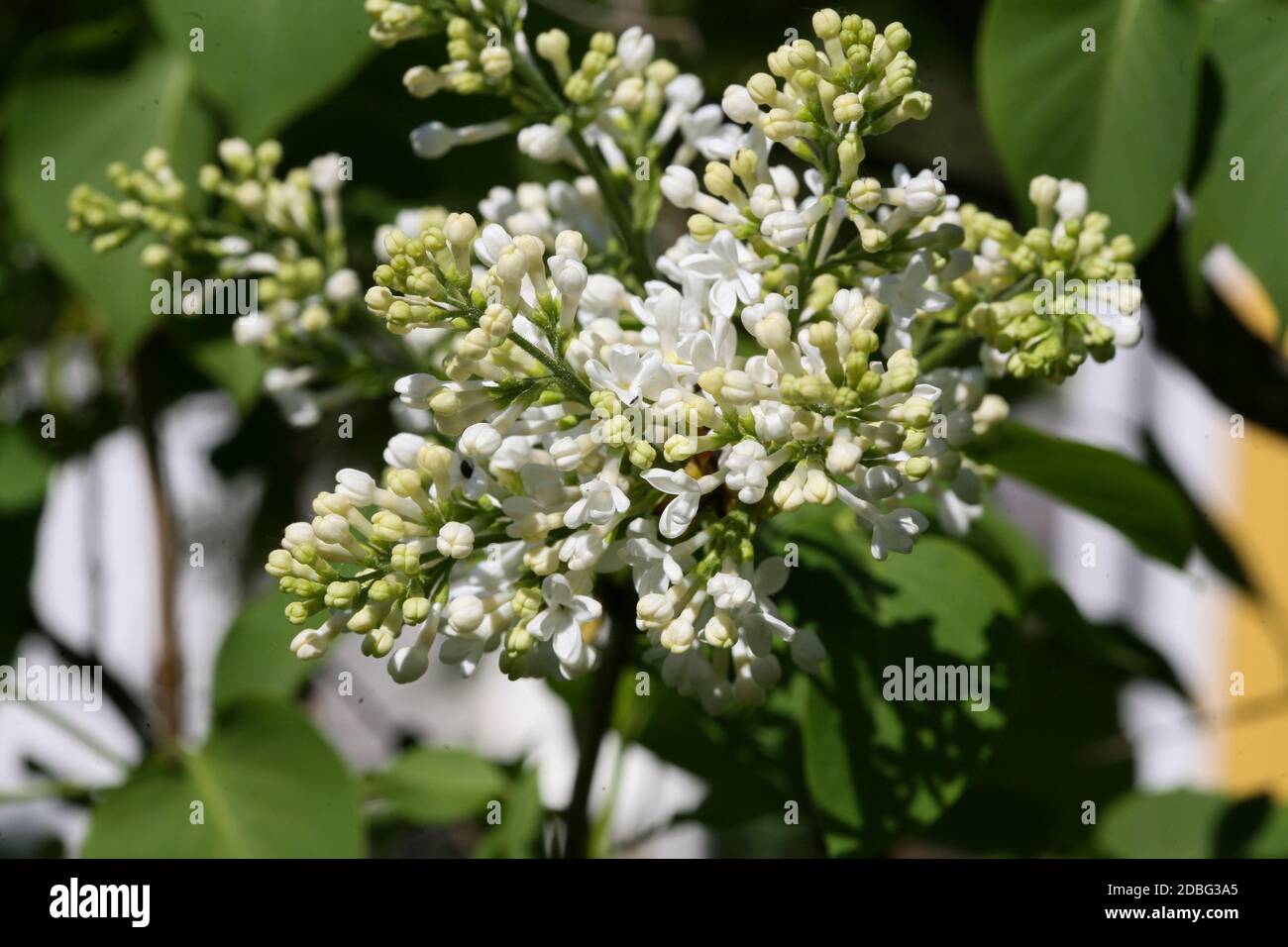 Syringa vulgaris garden hi-res stock photography and images - Alamy