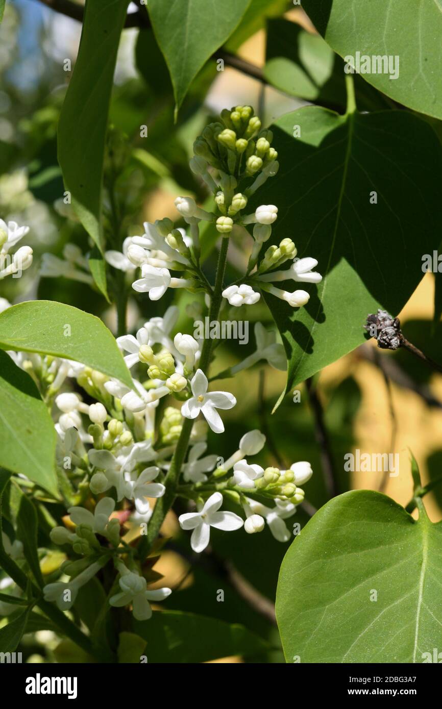 Syringa vulgaris garden hi-res stock photography and images - Alamy