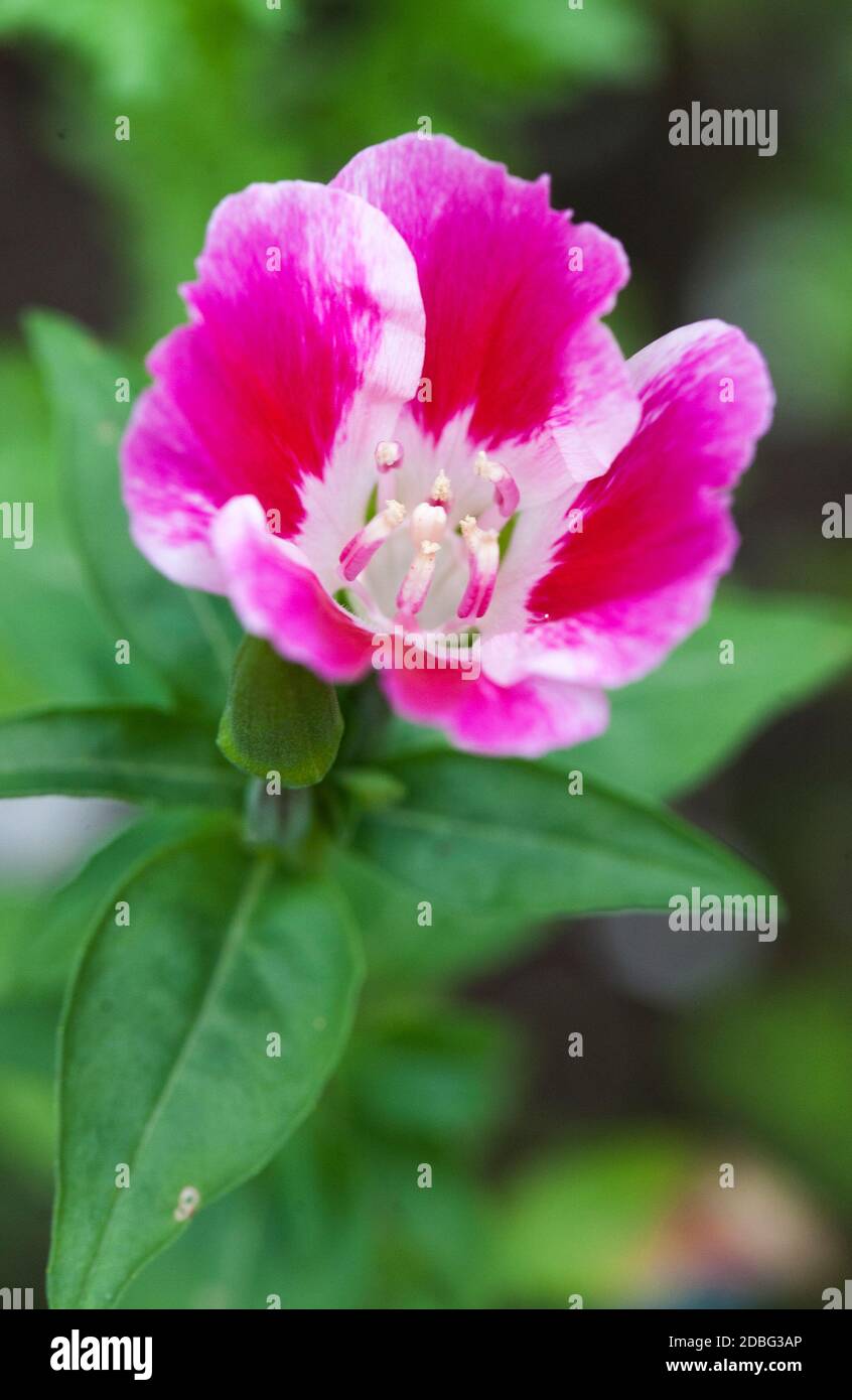 CLARKIA AMOENA Farewell to spring Stock Photo - Alamy