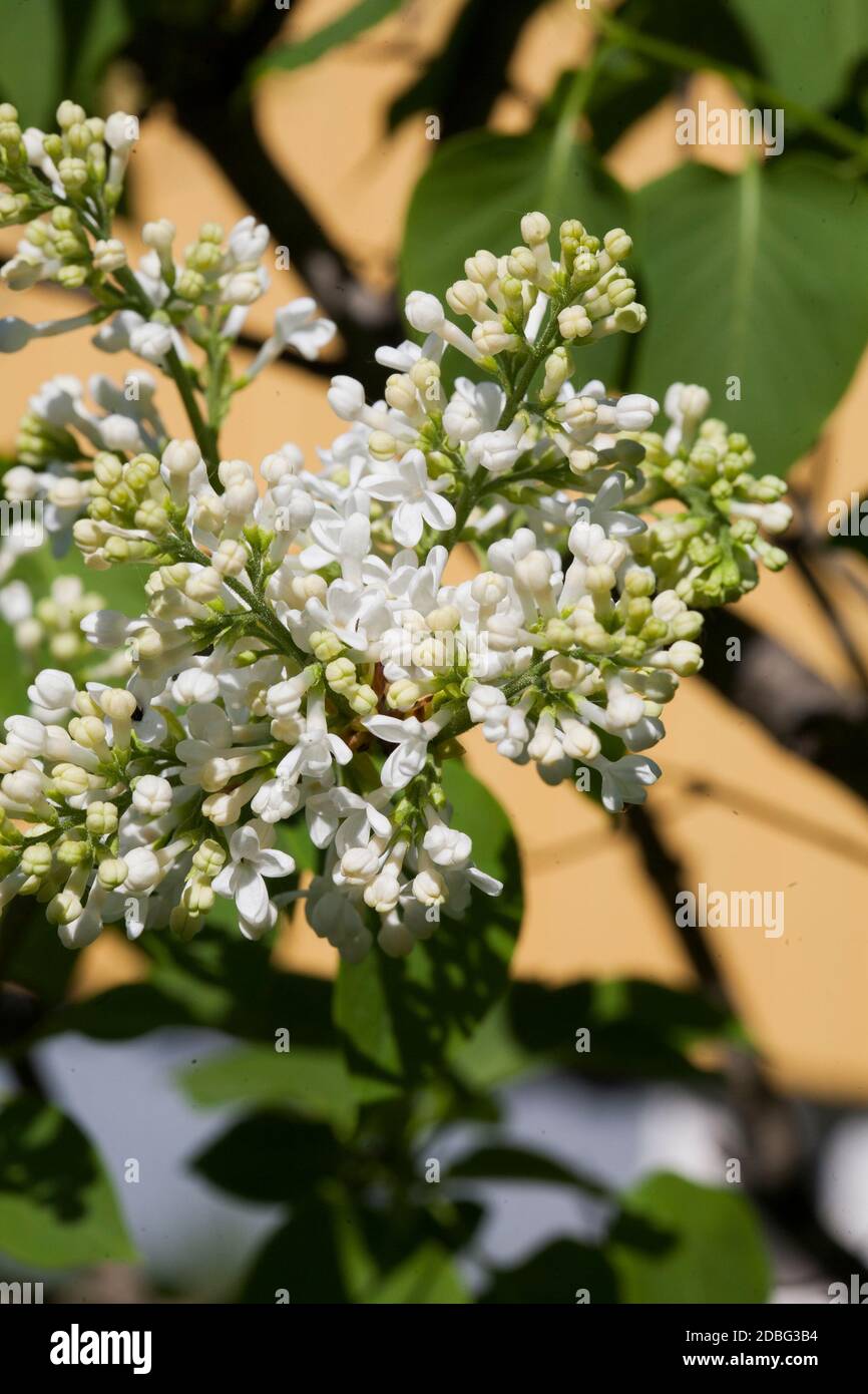 Syringa vulgaris garden hi-res stock photography and images - Alamy