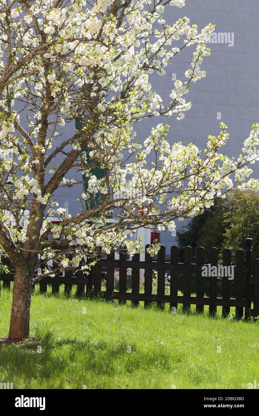 FLOWERIN PLUM TREES in spring Stock Photo - Alamy