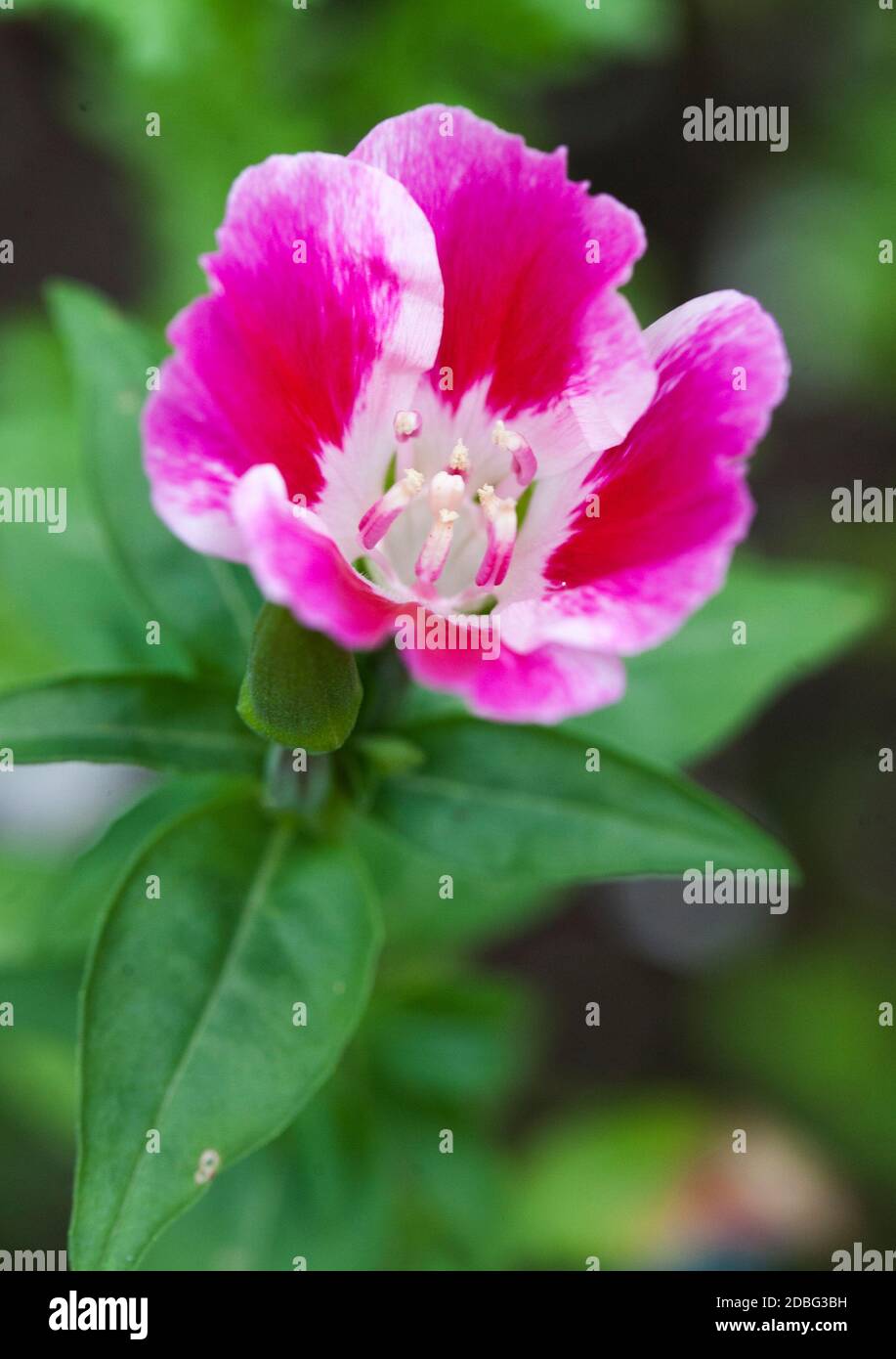 CLARKIA AMOENA Farewell to spring Stock Photo - Alamy