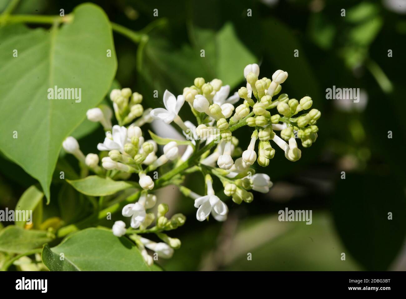 Syringa vulgaris garden hi-res stock photography and images - Alamy