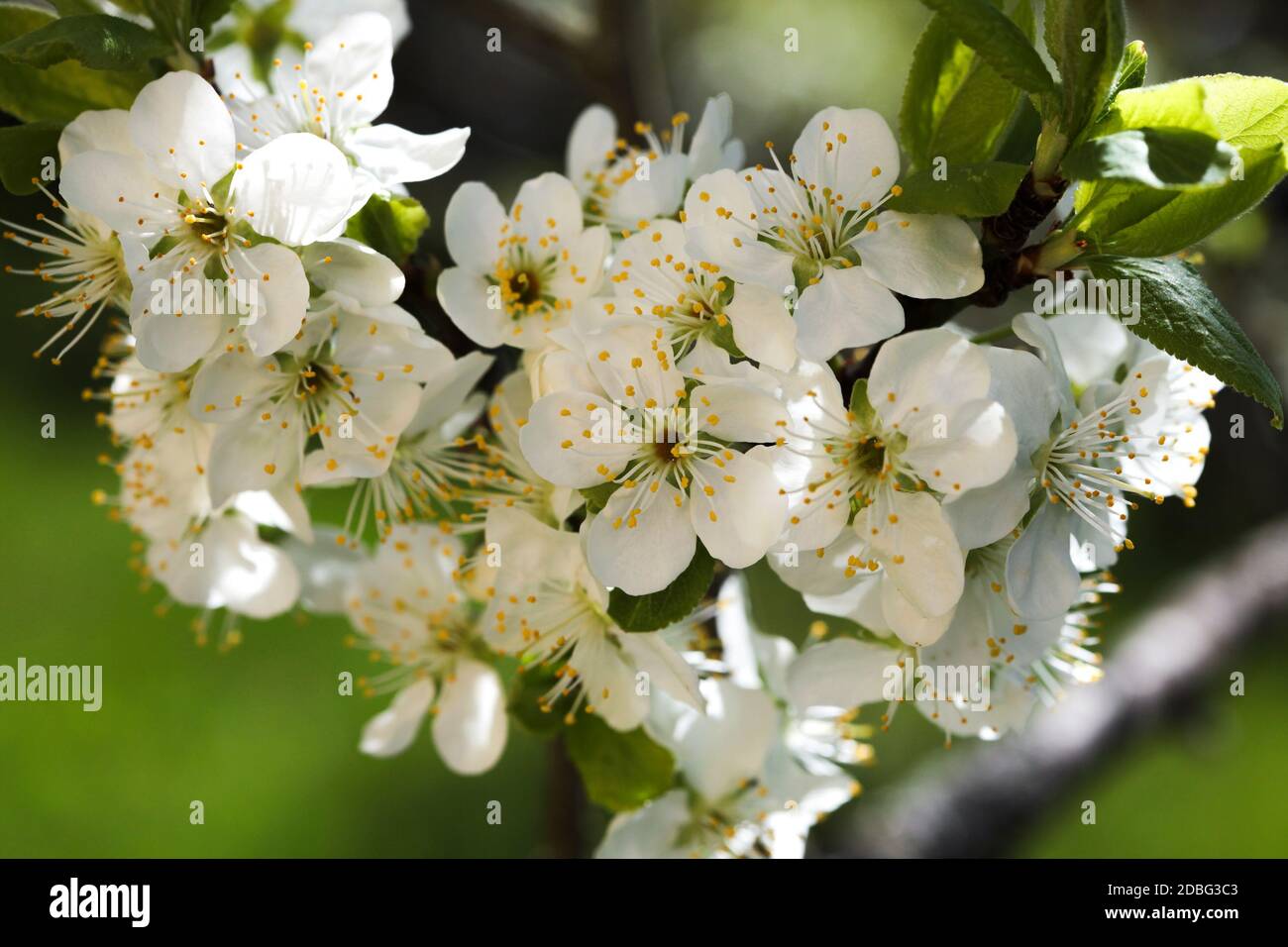 FLOWERIN PLUM TREES in spring Stock Photo - Alamy
