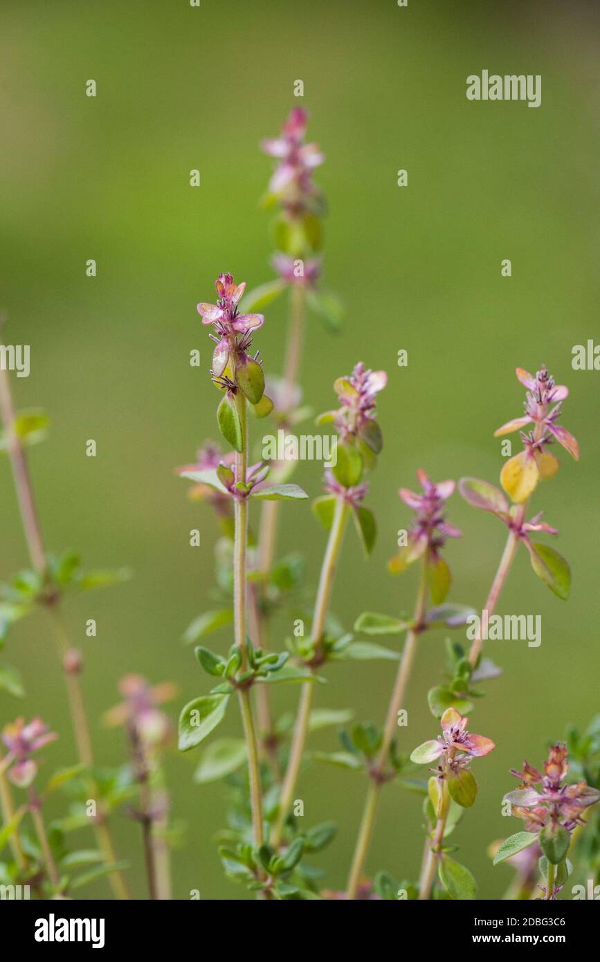 THYMUS CITRIODORUS lemon thyme Stock Photo - Alamy