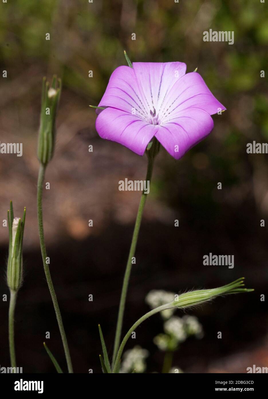 Prairie carnation hi-res stock photography and images - Alamy