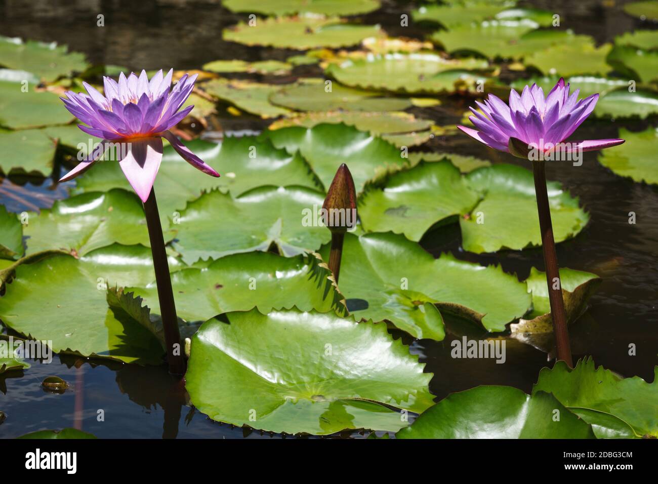 Purple lotuses in water Stock Photo - Alamy