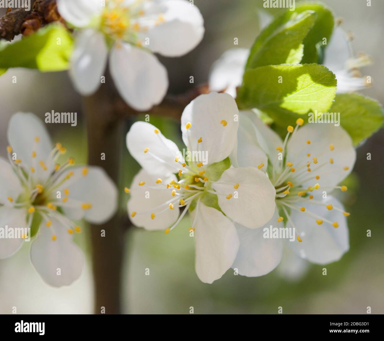 FLOWERIN PLUM TREES in spring Stock Photo - Alamy