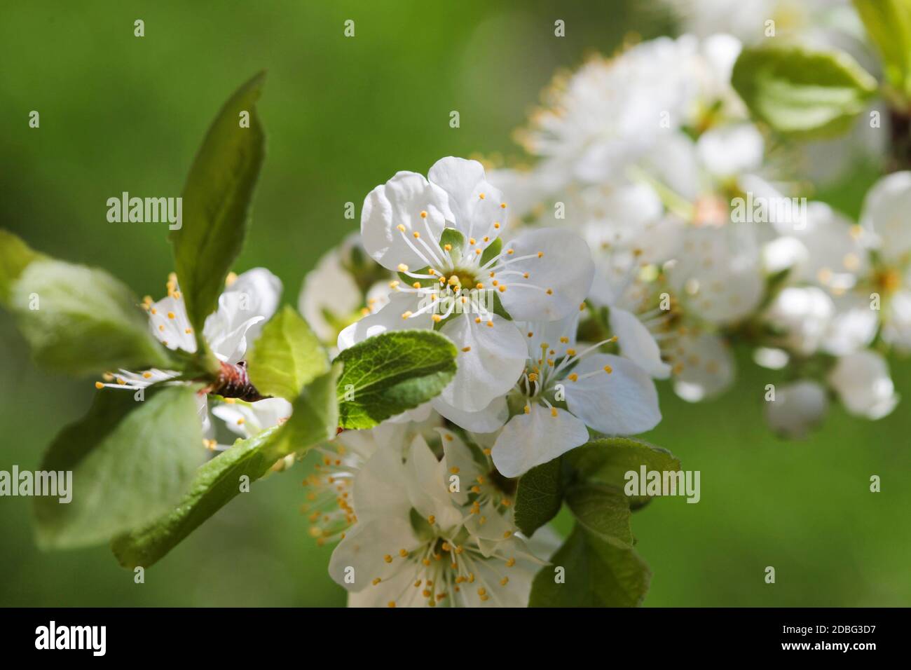 Early summer flowerin hi-res stock photography and images - Alamy