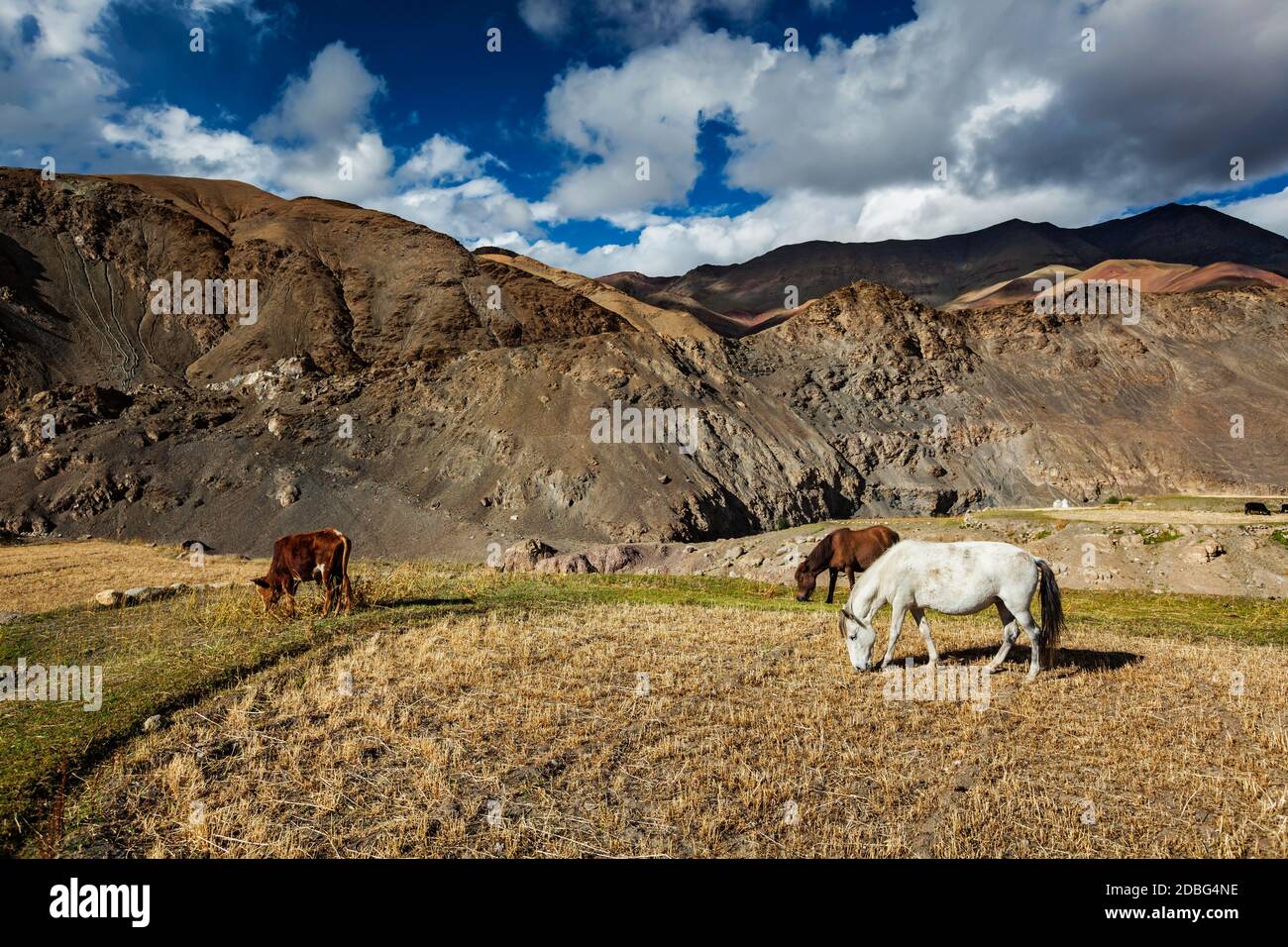 Horses and cow grazing in Himalayas. Rupshu Valley, Ladakh, India Stock ...