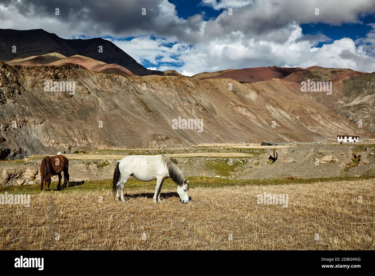Horses grazing in Himalayas in Rupshu Valley, Ladakh, India Stock Photo ...