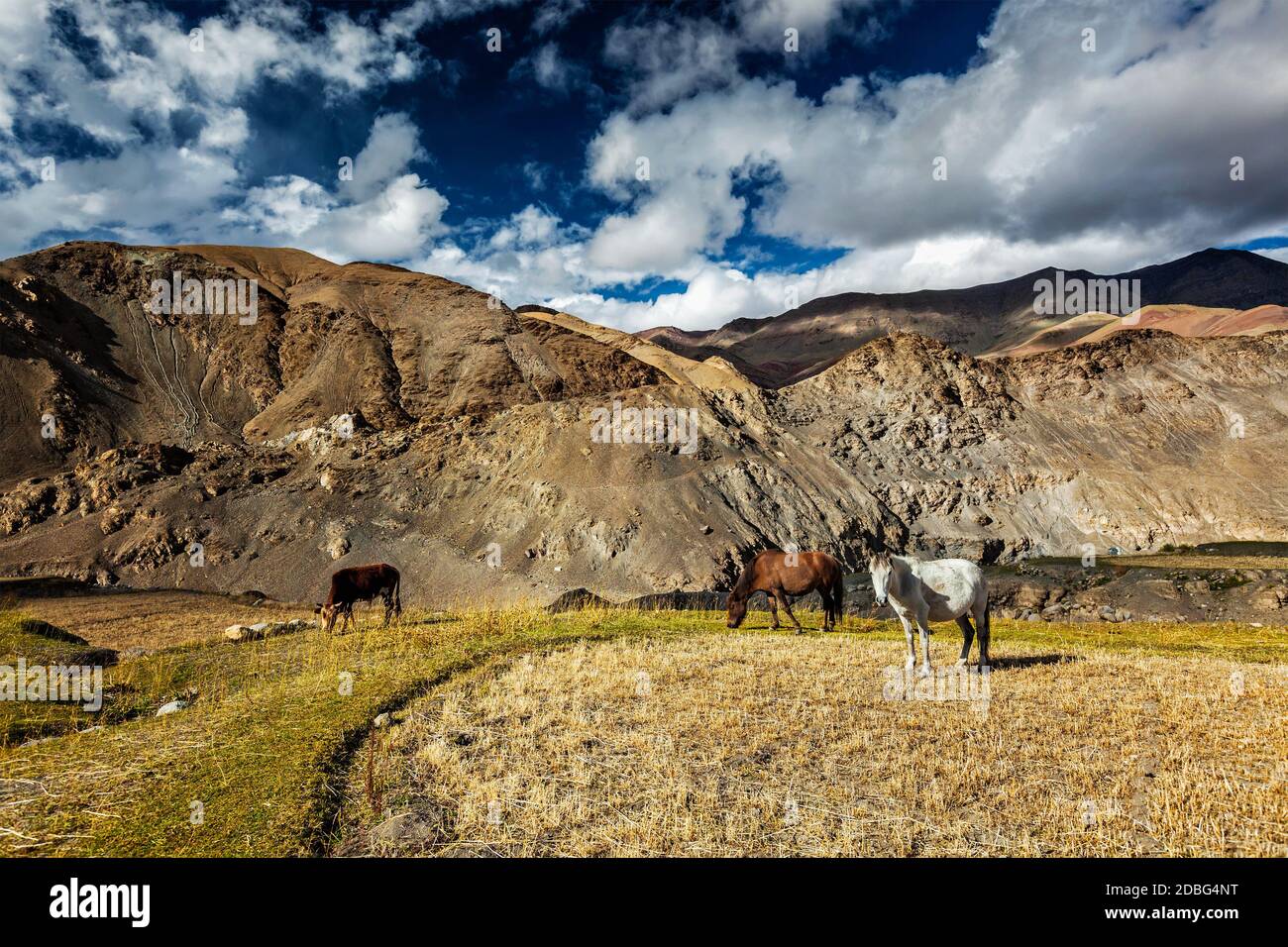 Horses and cow grazing in Himalayas. Rupshu Valley, Ladakh, India Stock ...