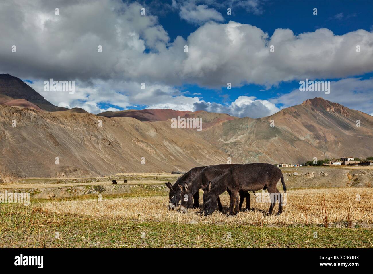 Donkeys grazing in Himalayas. Rupshu Valley, Ladakh India Stock Photo ...