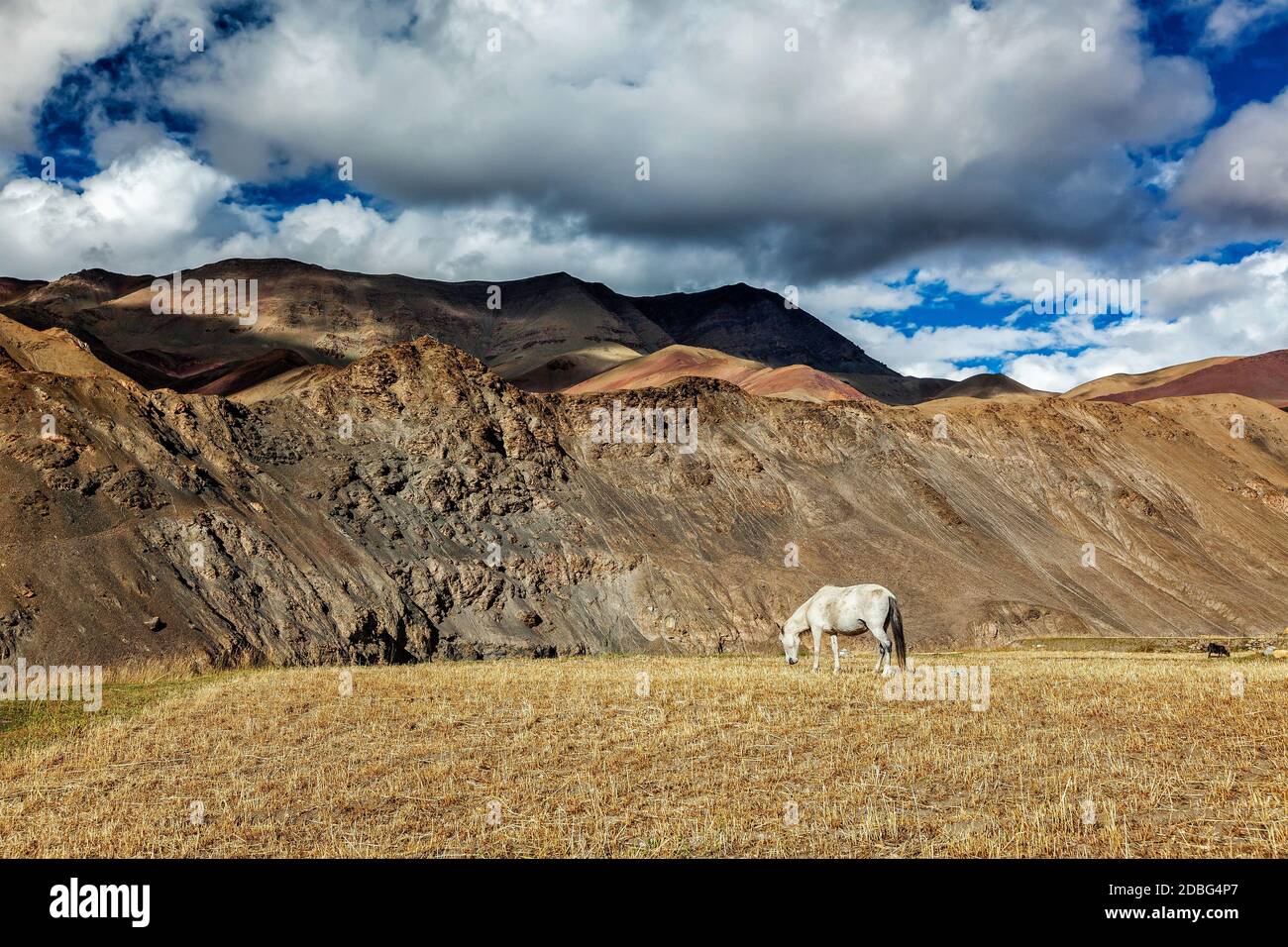 Horse grazing in Himalayas in Rupshu Valley, Ladakh, India Stock Photo ...