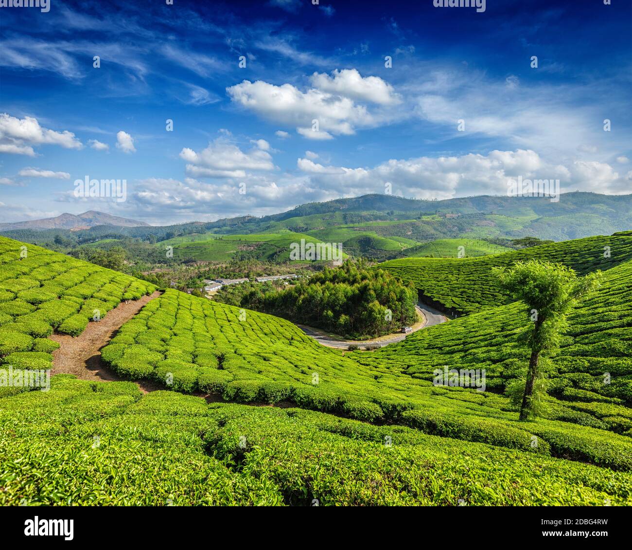 Green tea plantations in the morning, Munnar, Kerala state, India Stock ...