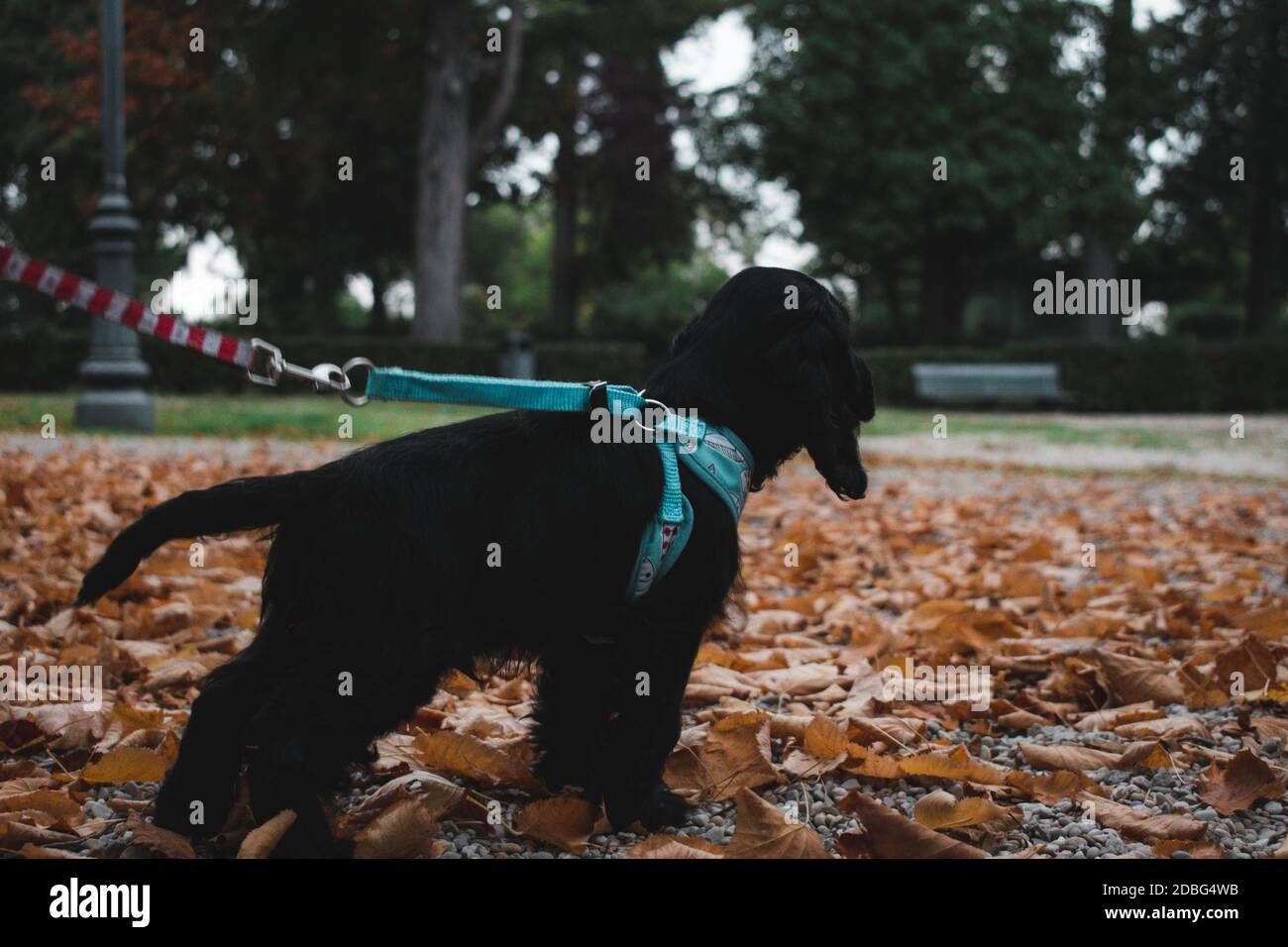 Fragile dog hi-res stock photography and images - Alamy