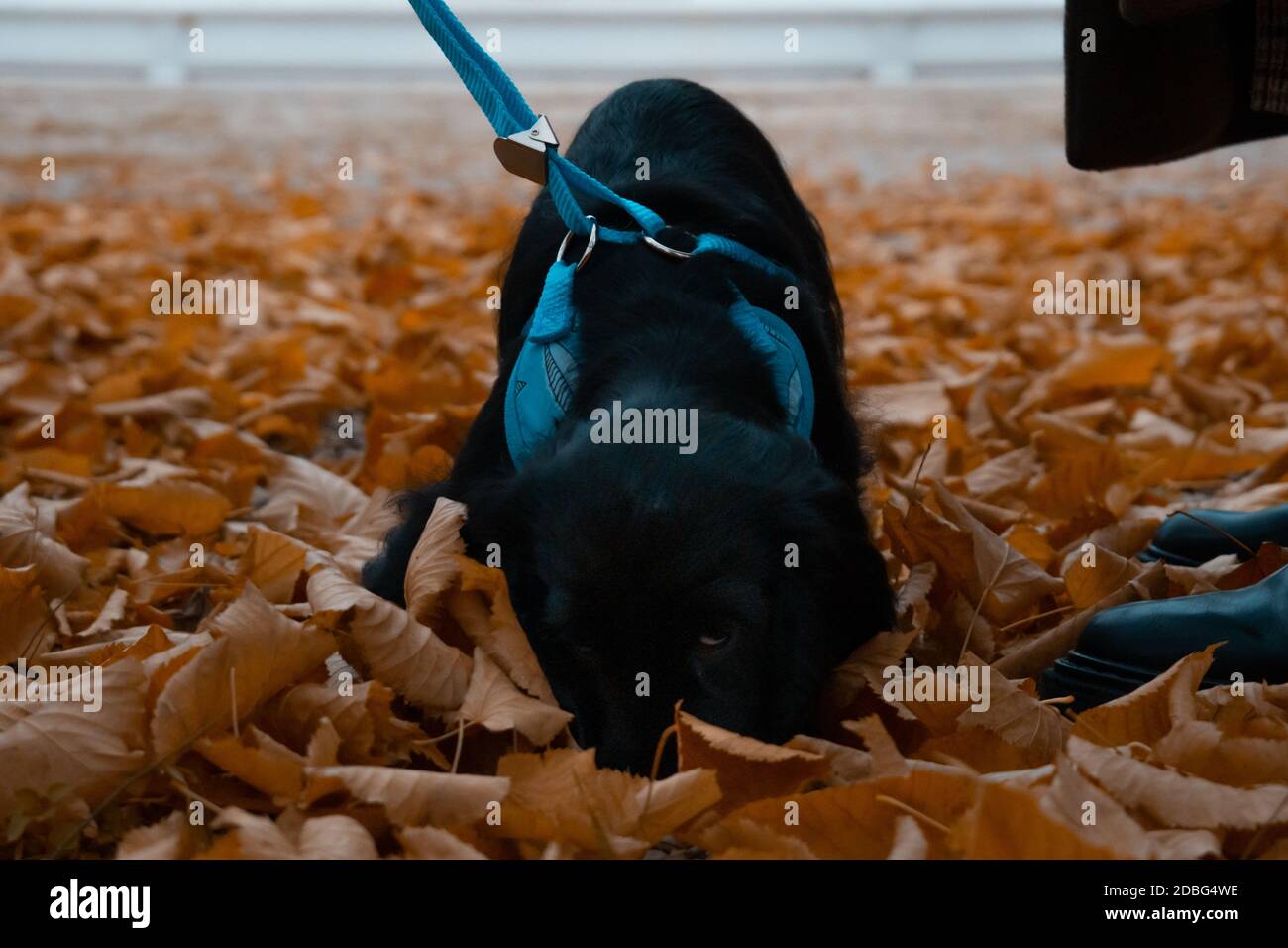 Fragile dog hi-res stock photography and images - Alamy