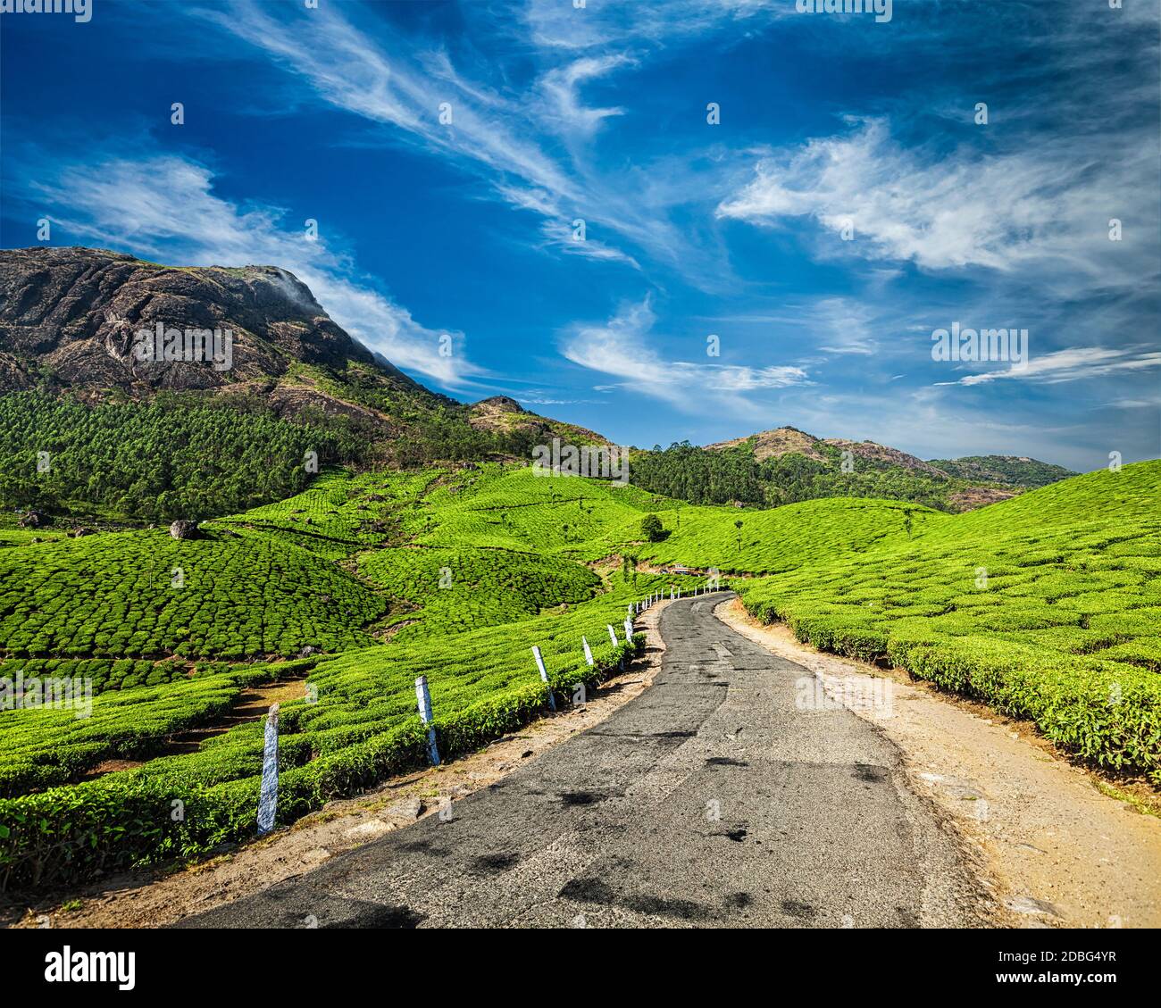 Scenic road in green tea plantations, Munnar, Kerala state, India Stock ...