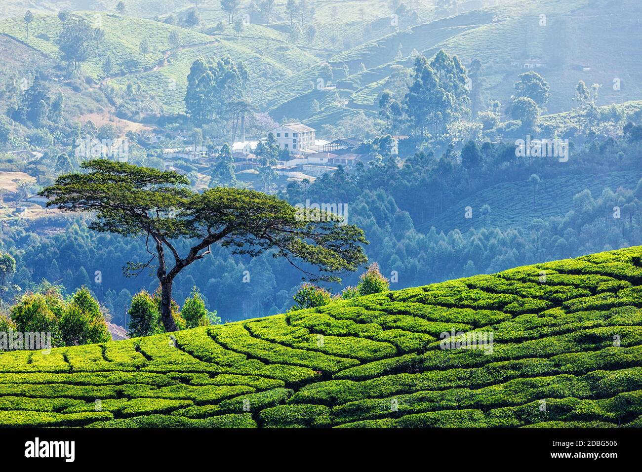 Tree on hill with tea plantations, Munnar, Kerala state, India Stock ...