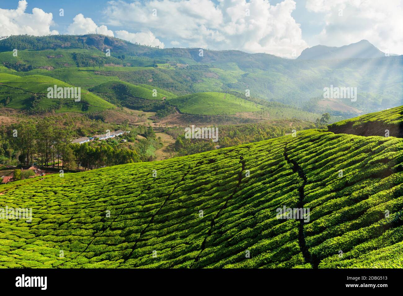 Evergreen Tea plantations of indian tea, Munnar, Kerala, South India ...