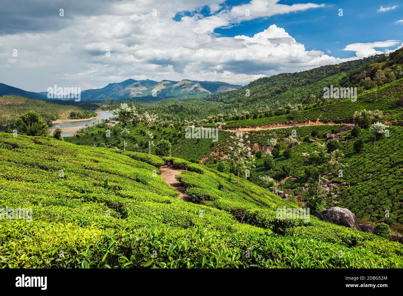 Evergreen tea plantations of indian tea, Munnar, Kerala, South India ...