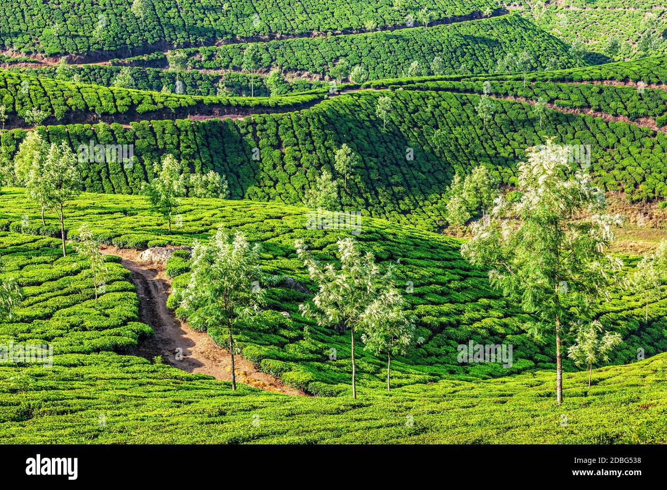 Tea plantations in the morning, Munnar, Kerala state, India Stock Photo ...